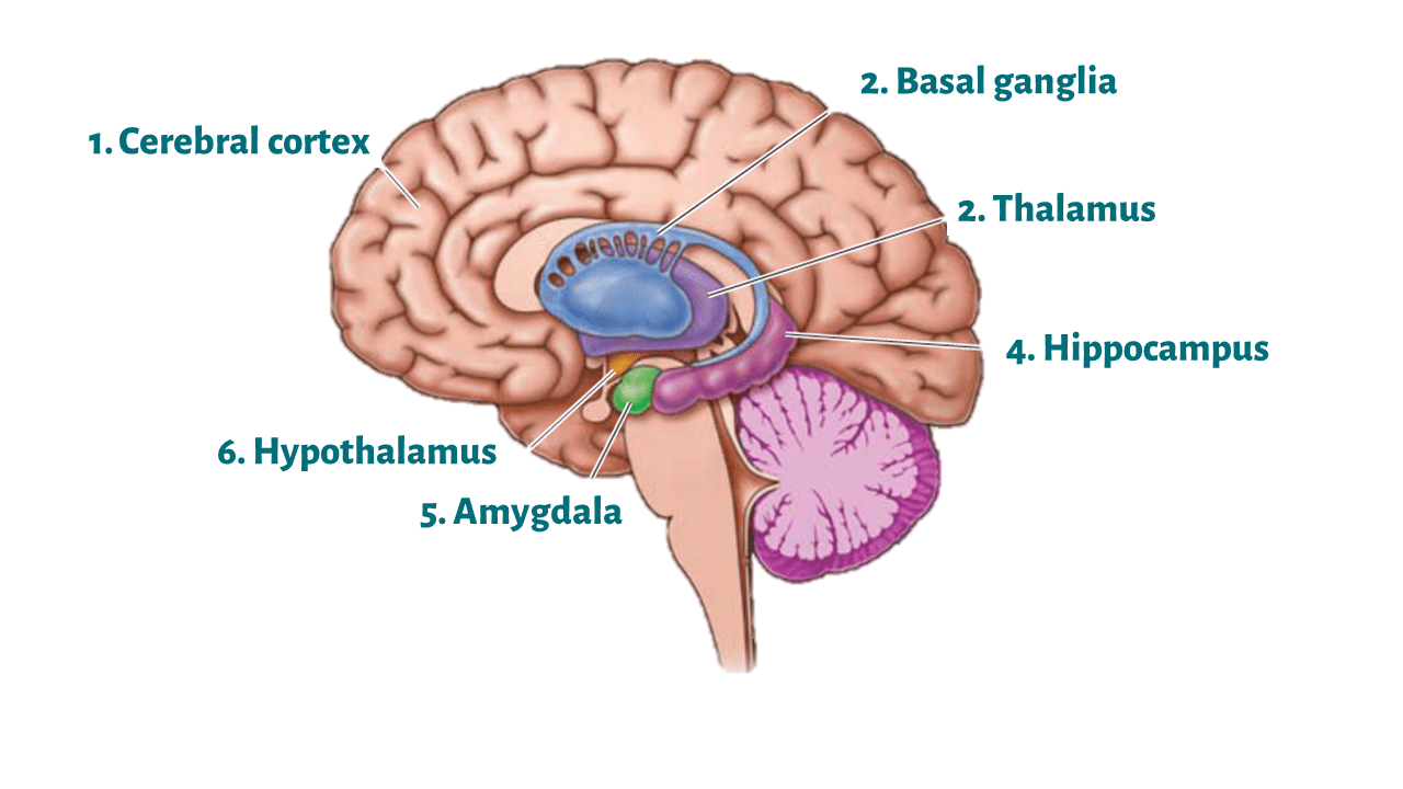 Critical Thinking (How Your Brain Deceives YOU)